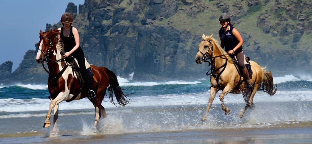What’s The Difference Between Western and English Riding? – Horse FactBook