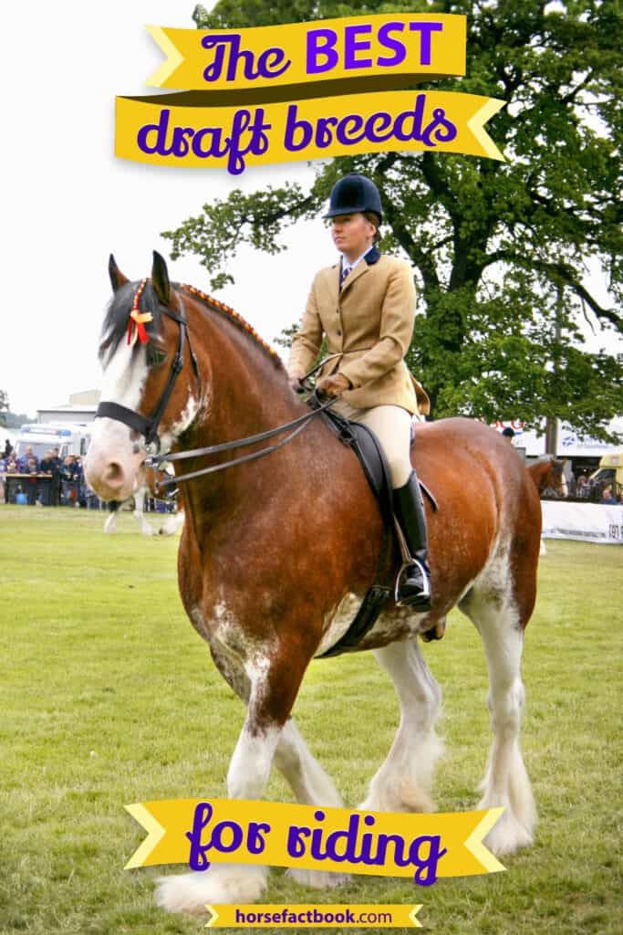 Gentle Giants: 15 Of The Best Draft Breeds For Horse Riding – Horse ...