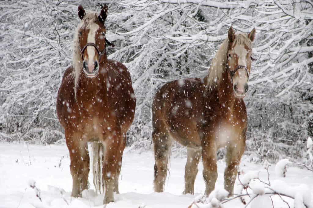 Warming Up A Cold Horse: Make Sure Your Horse Doesn’t Suffer This ...